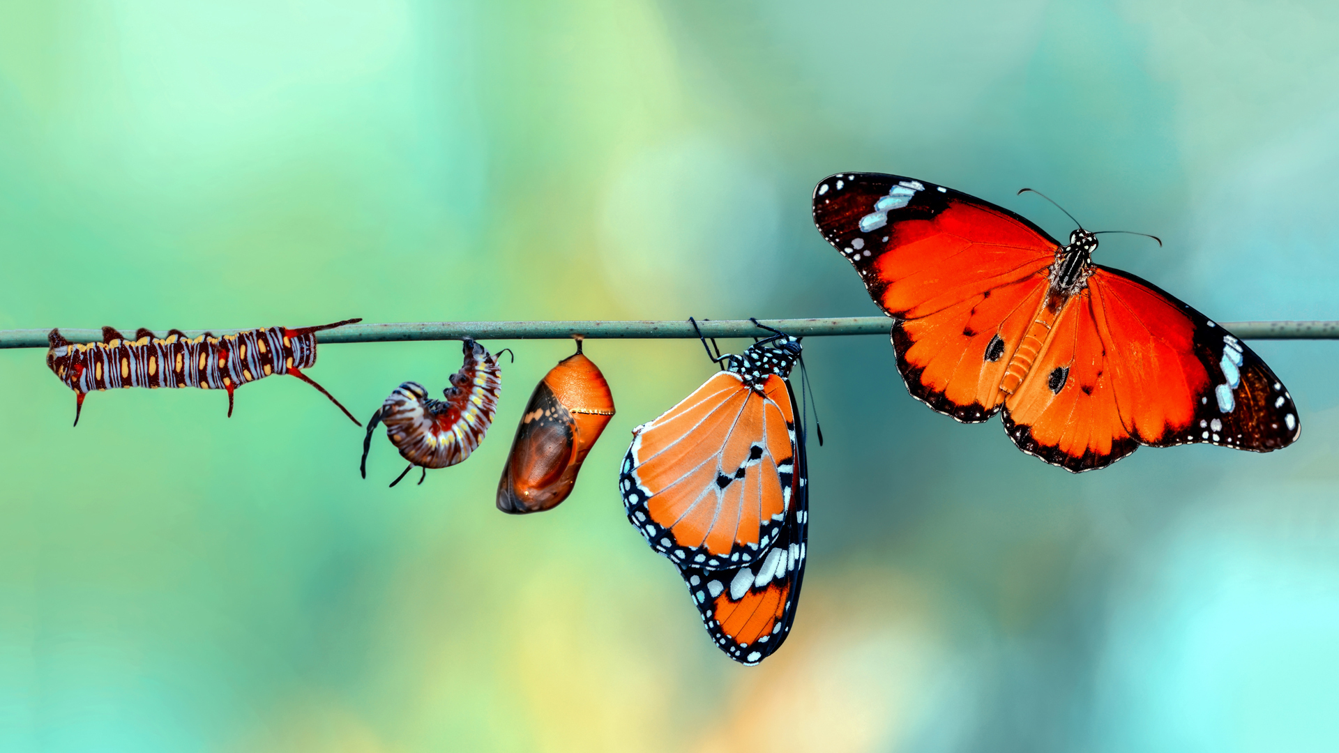 Leading Your Team Through Change - HSI